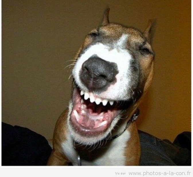 07-Des-photos-insolites-et-droles-4